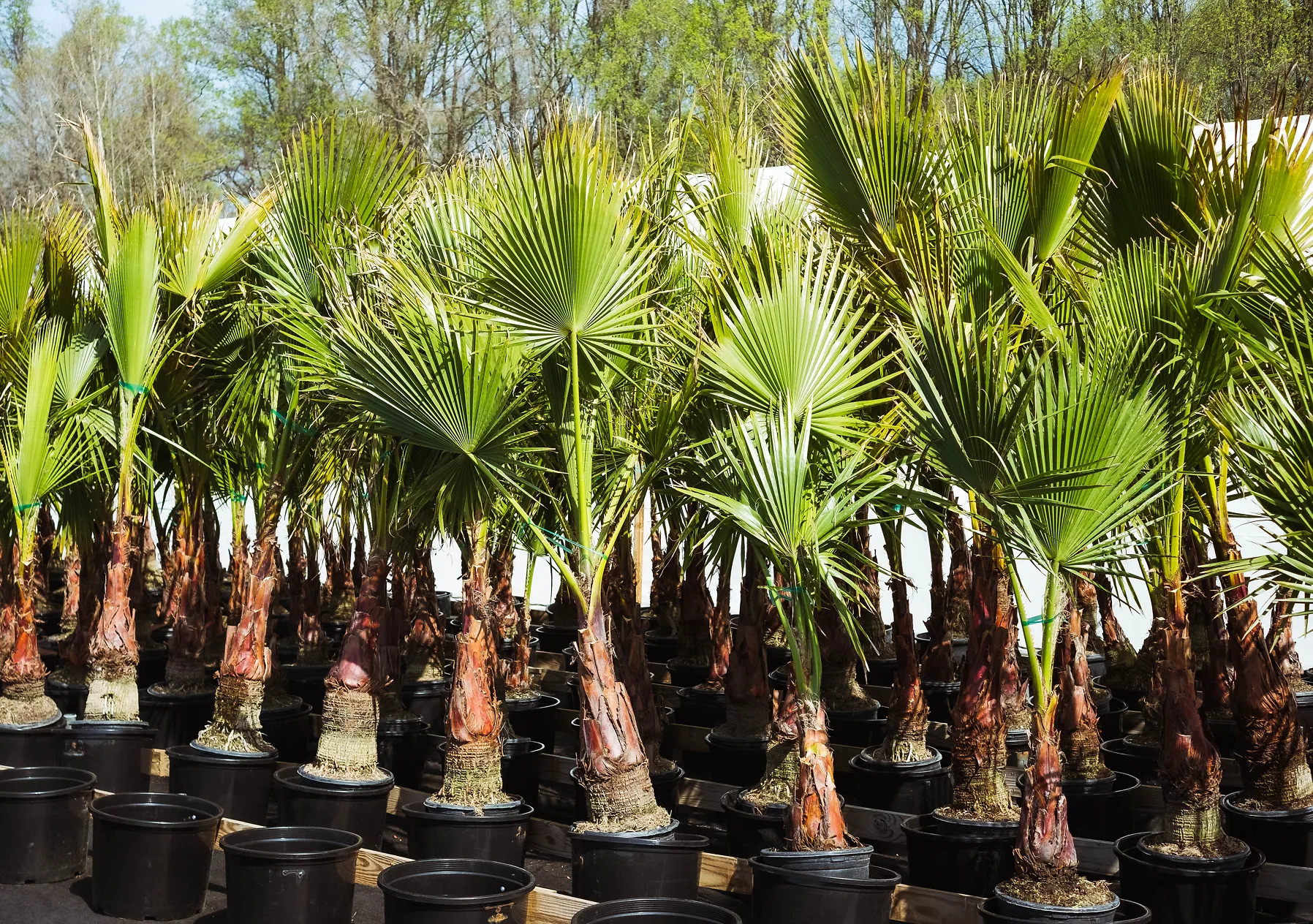 Mexican Fan Palm Trees For Sale Online | The Tree Center