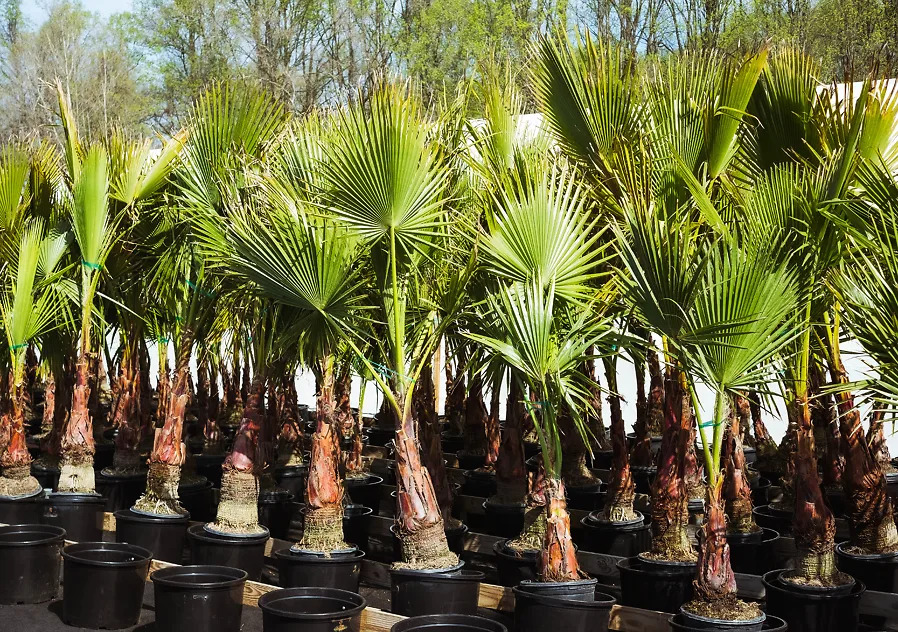 Mexican Fan Palm Trees For Sale Online | The Tree Center
