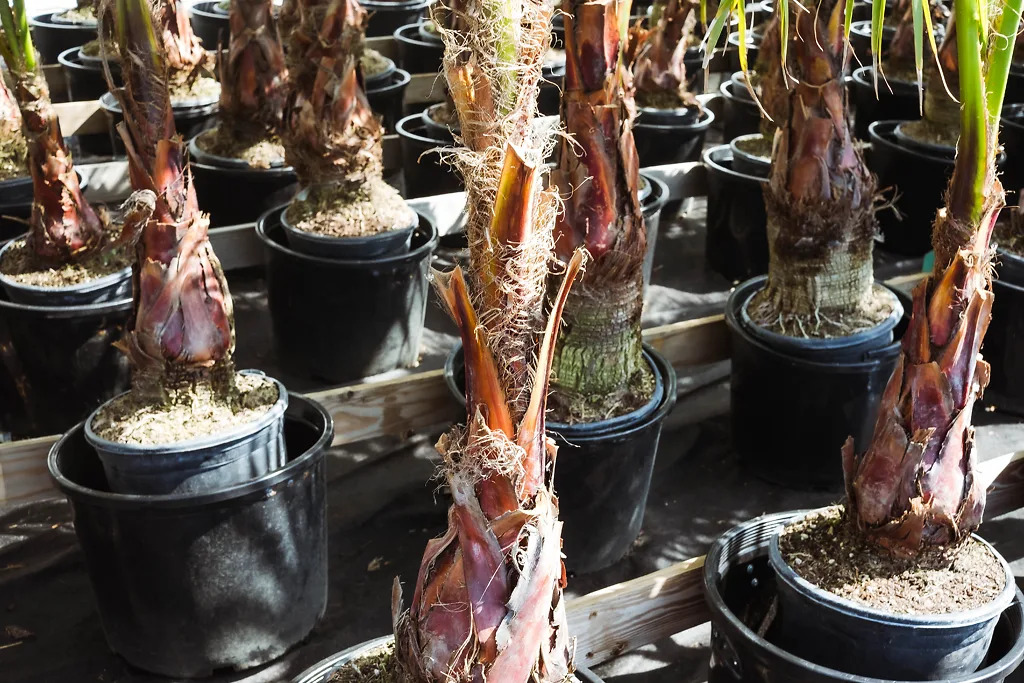 Mexican Fan Palm Trees For Sale Online | The Tree Center