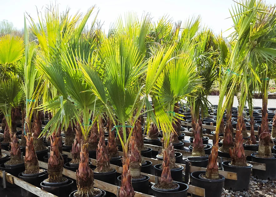 Mexican Fan Palm Trees For Sale Online | The Tree Center