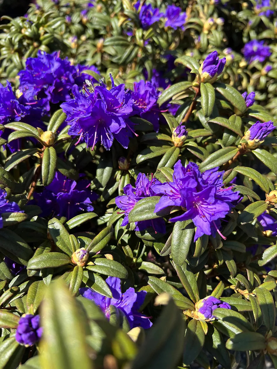 Blue Baron Rhododendron For Sale | The Tree Center
