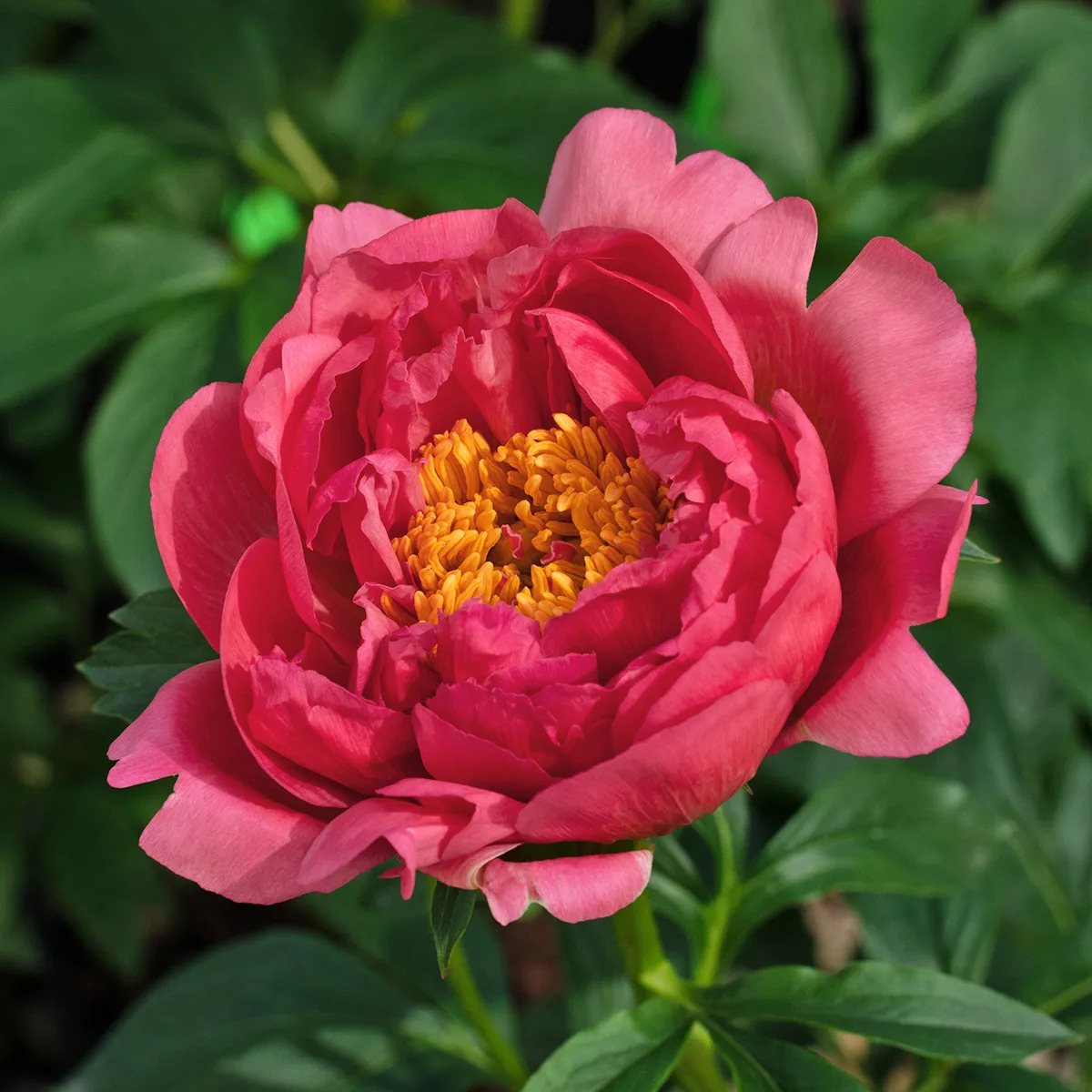 Pink Hawaiian Coral Peony For Sale Online | The Tree Center