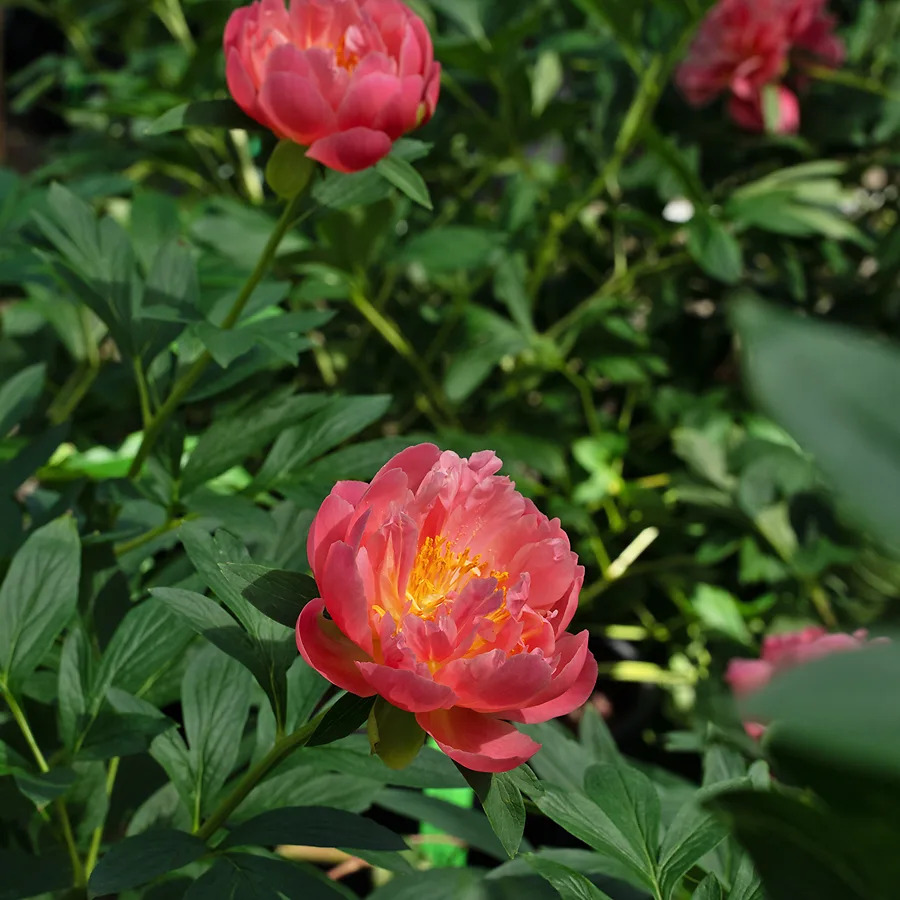 Pink Hawaiian Coral Peony For Sale Online | The Tree Center