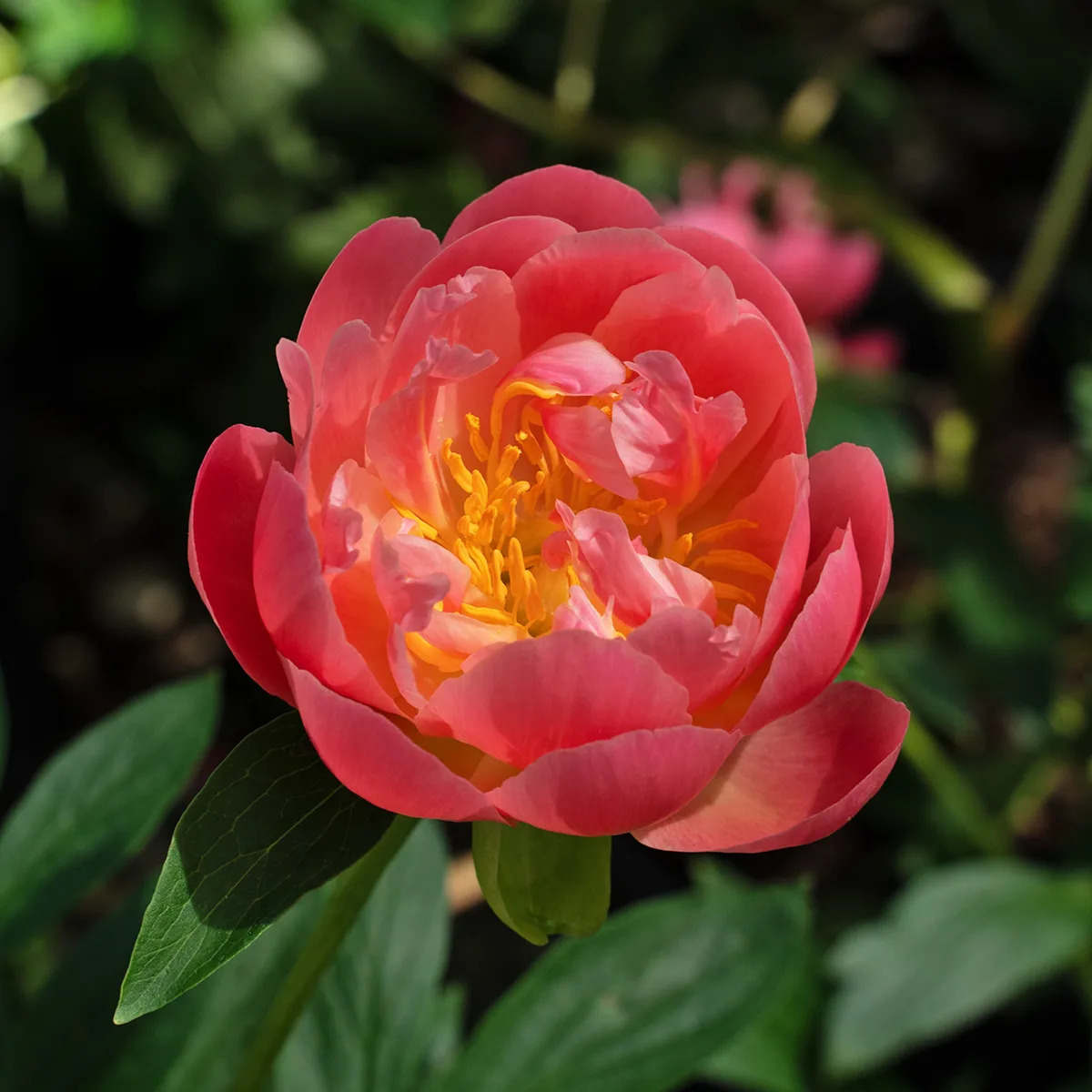 Pink Hawaiian Coral Peony For Sale Online | The Tree Center
