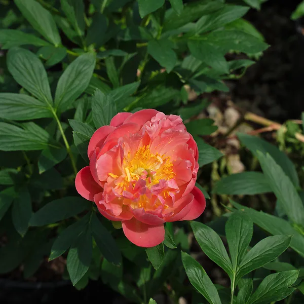 Pink Hawaiian Coral Peony For Sale Online | The Tree Center
