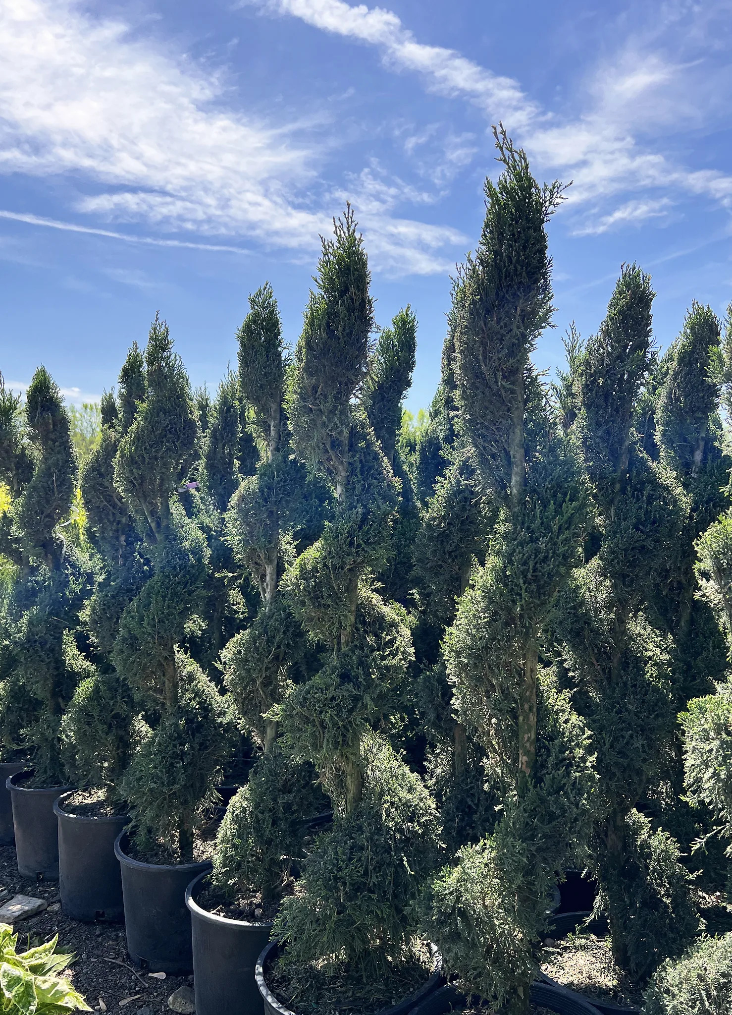 Buy Spiralis Spartan Juniper Trees Online | The Tree Center