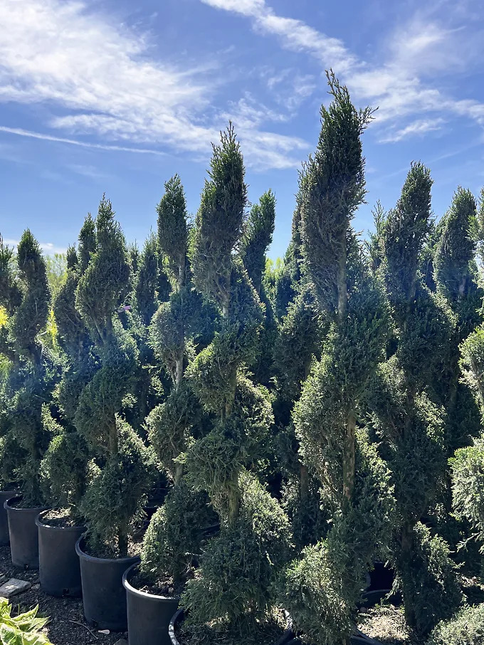 Juniper Trees For Sale Online | The Tree Center