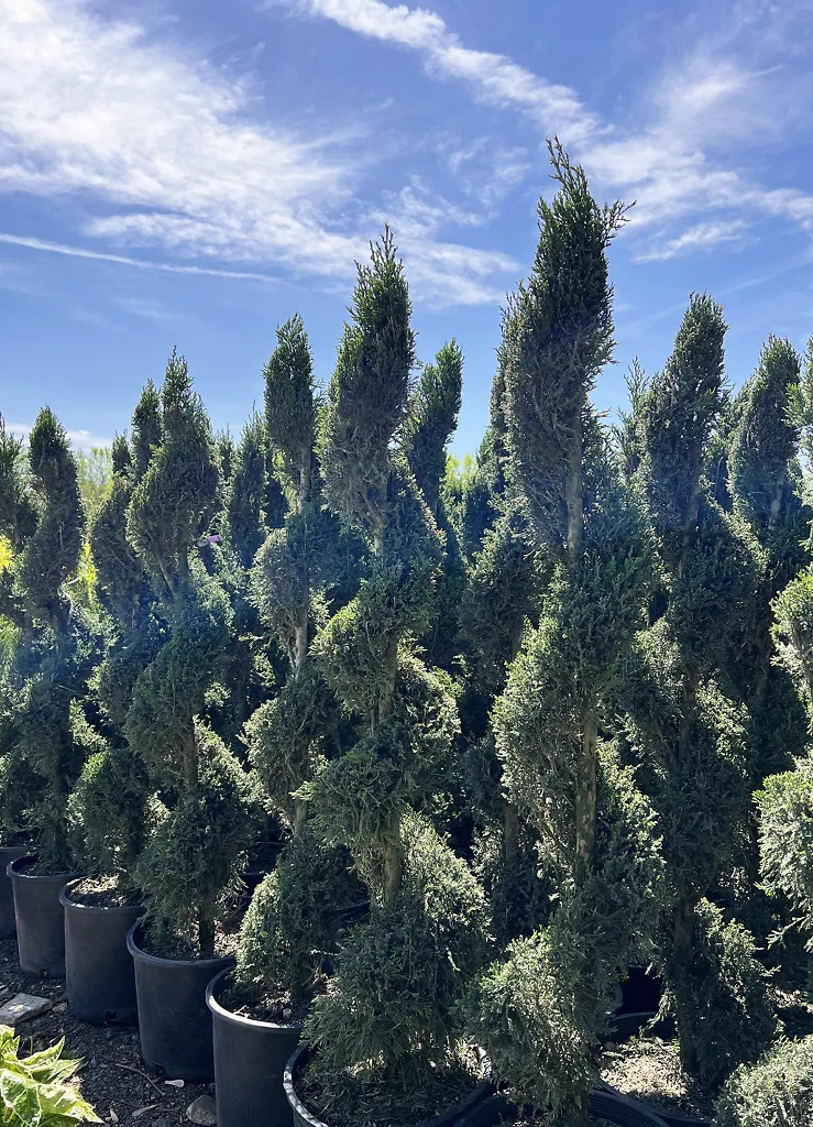 Buy Spiralis Spartan Juniper Trees Online | The Tree Center