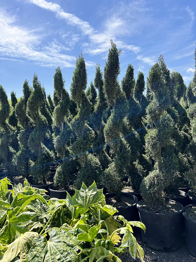 Buy Spiralis Spartan Juniper Trees Online | The Tree Center