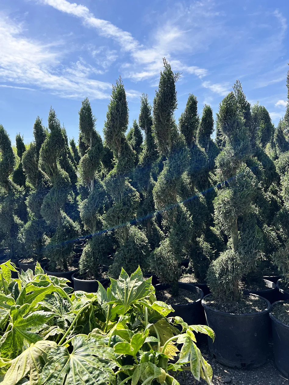 Buy Spiralis Spartan Juniper Trees Online | The Tree Center