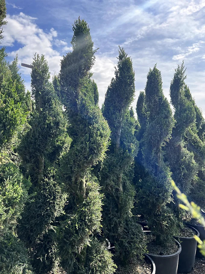 Buy Spiralis Spartan Juniper Trees Online | The Tree Center