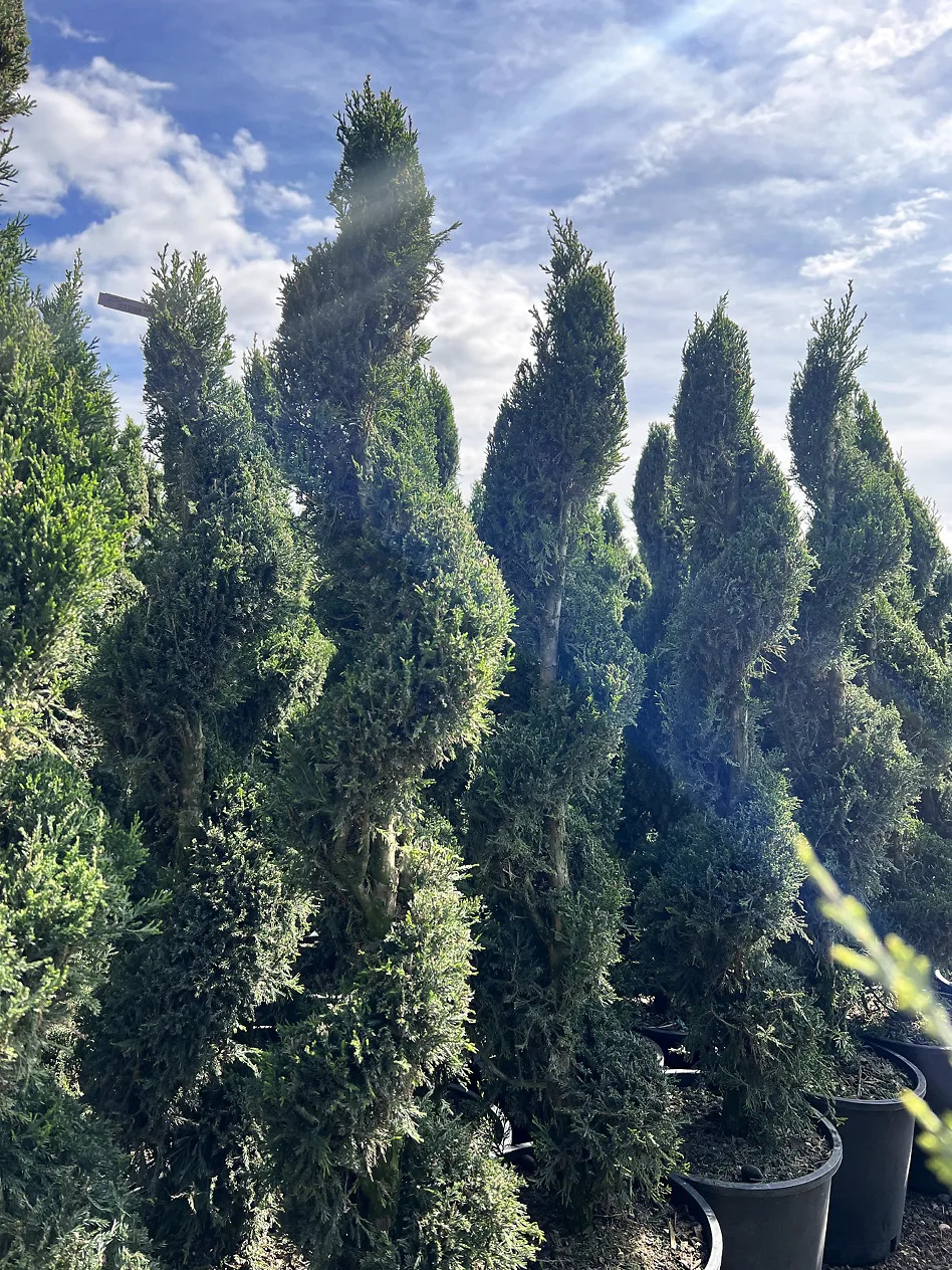 Buy Spiralis Spartan Juniper Trees Online | The Tree Center
