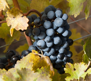 Pest & Disease Control on Grape Vines in Home Gardens | The Tree Center™
