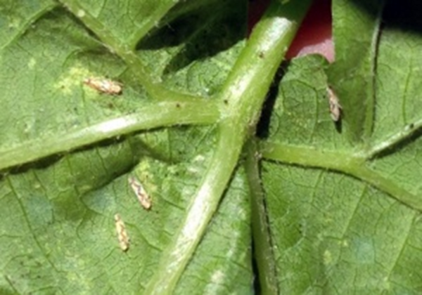 Pest & Disease Control on Grape Vines in Home Gardens | The Tree Center™