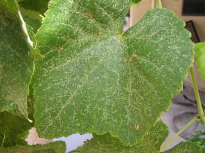 Pest & Disease Control on Grape Vines in Home Gardens | The Tree Center™