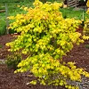 Summer Gold Japanese Maple For Sale Online | The Tree Center