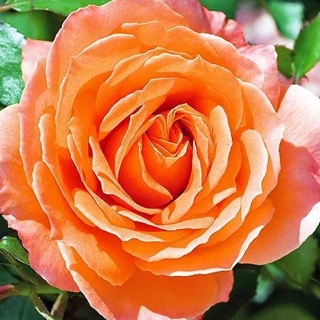 Adobe Sunrise Rose For Sale Online | The Tree Center