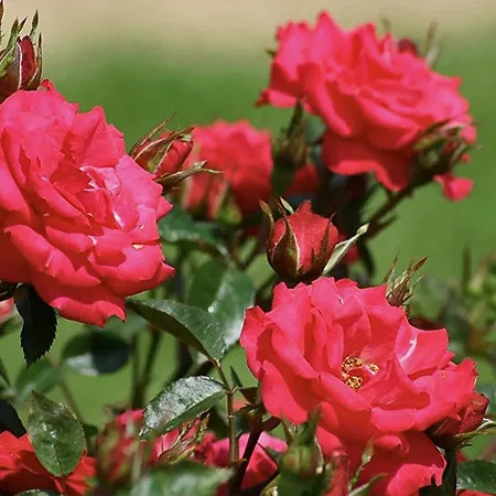Cherry Sunblaze® Rose For Sale Online | The Tree Center