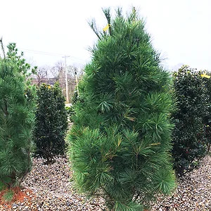 Columnar Mugo Pine For Sale Online | The Tree Center