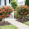 Coral Knock Out Rose Tree For Sale Online | The Tree Center