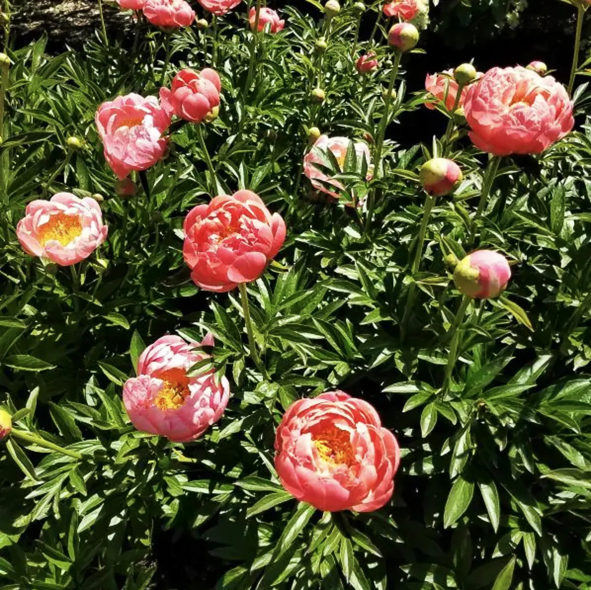 Coral Sunset Peony For Sale Online | The Tree Center