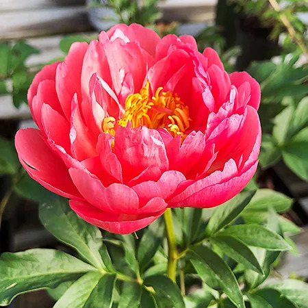 Coral Sunset Peony For Sale Online | The Tree Center