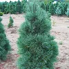 Domingo Hybrid Pine For Sale Online | The Tree Center