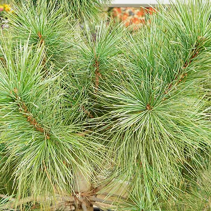 Domingo Hybrid Pine For Sale Online | The Tree Center