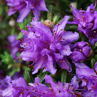 Dwarf Purple Rhododendron For Sale Online | The Tree Center