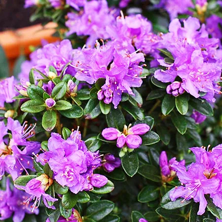 Dwarf Purple Rhododendron For Sale Online | The Tree Center