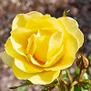 Gilded Sun Rose Tree For Sale Online | The Tree Center
