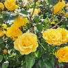 Gilded Sun Rose Tree For Sale Online | The Tree Center