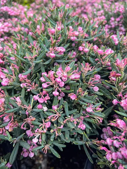 Blue Ice Bog Rosemary For Sale Online | The Tree Center