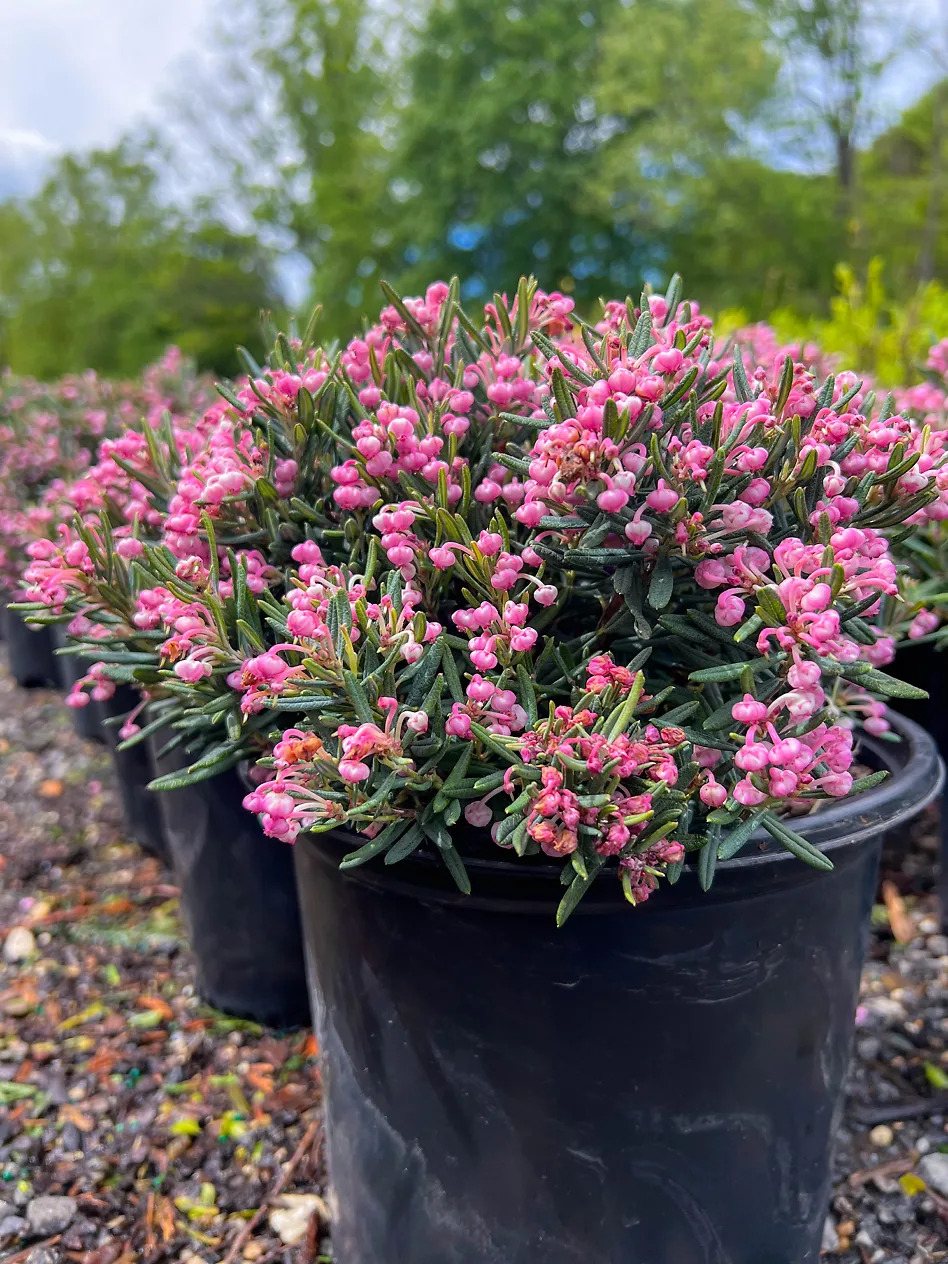 Blue Ice Bog Rosemary For Sale Online | The Tree Center