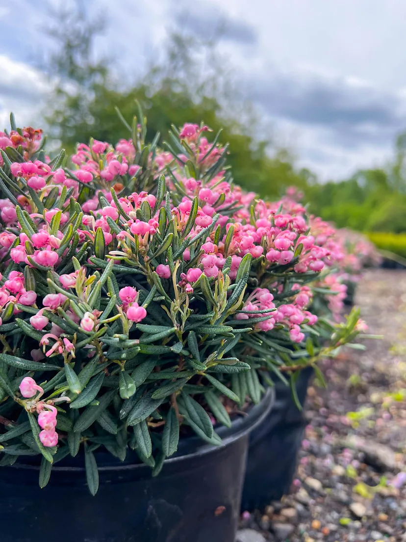 Blue Ice Bog Rosemary For Sale Online | The Tree Center