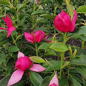 Pink Pyramid Magnolia For Sale Online | The Tree Center