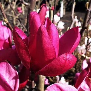 Pink Pyramid Magnolia For Sale Online | The Tree Center