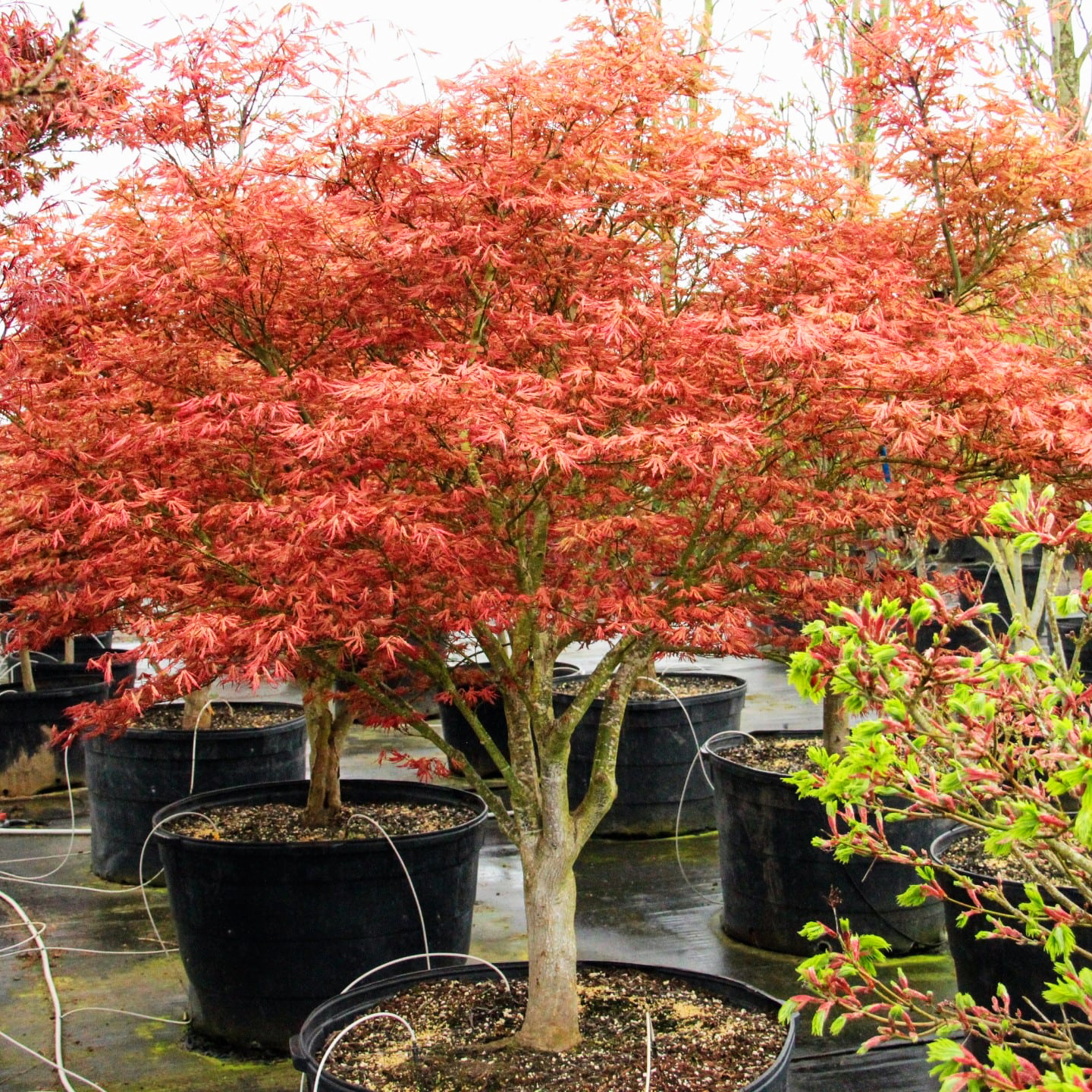 Mikazuki Japanese Maple For Sale Online | The Tree Center