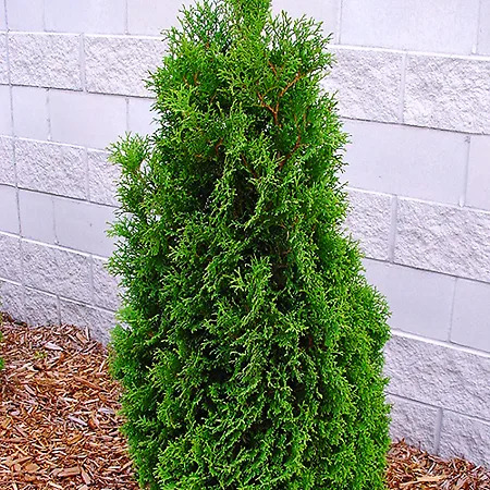 Skybound Arborvitae For Sale Online | The Tree Center
