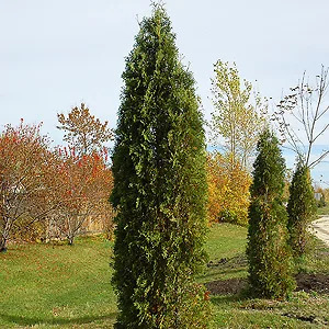 Skybound Arborvitae For Sale Online | The Tree Center