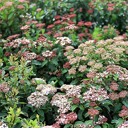 Spring Bouquet Viburnum For Sale Online | The Tree Center