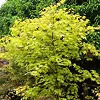 Summer Gold Japanese Maple For Sale Online | The Tree Center