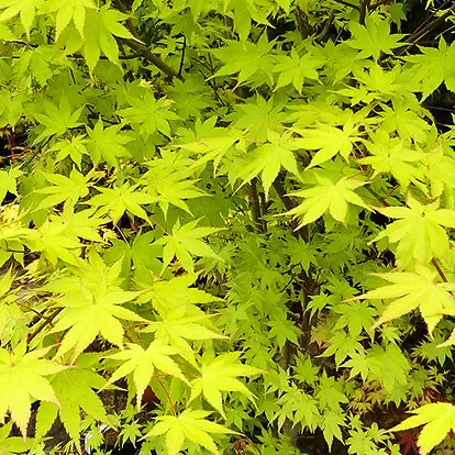 Summer Gold Japanese Maple For Sale Online | The Tree Center