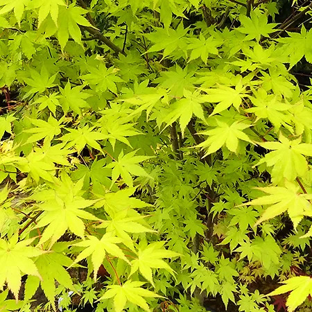 Summer Gold Japanese Maple For Sale Online | The Tree Center