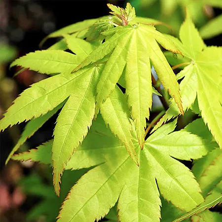 Summer Gold Japanese Maple For Sale Online | The Tree Center