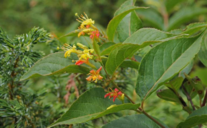 Diervilla, a Neglected Native Shrub – neglected no more | The Tree Center™
