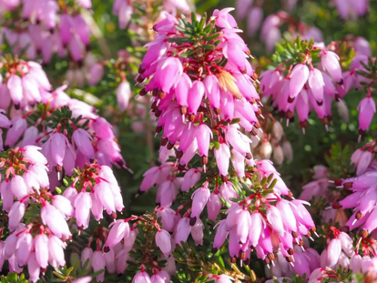 Growing Heathers and Heaths is Easy | The Tree Center™