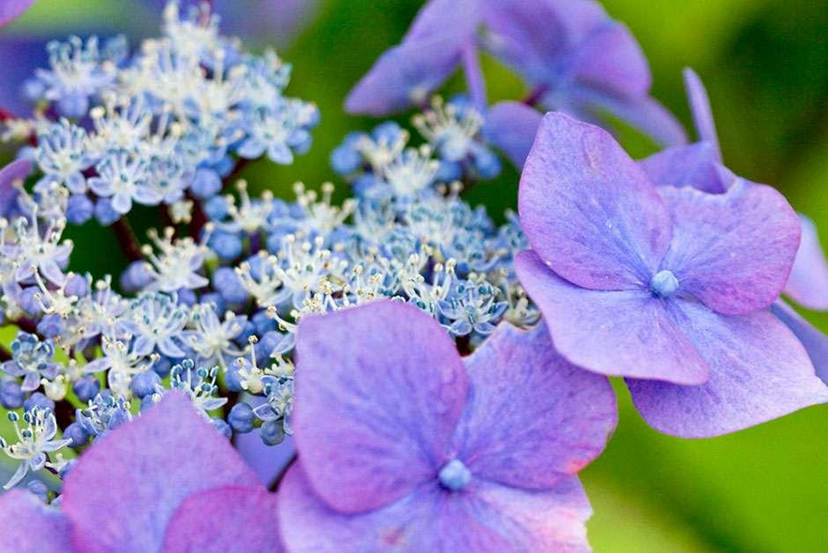 The Beauty of the Double Hydrangeas of Ryoji Iroe | The Tree Center™
