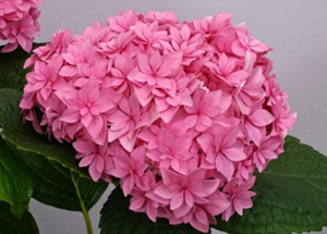 The Beauty of the Double Hydrangeas of Ryoji Iroe | The Tree Center™
