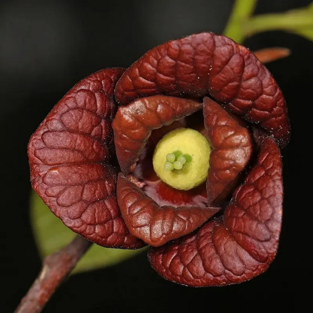 The Pawpaw Tree, America’s Tropical Fruit | The Tree Center™